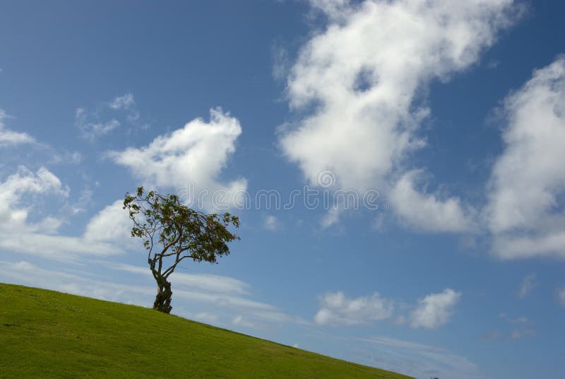 Lonely Tree stock image. Image of grass, landscape, beautiful - 4622863