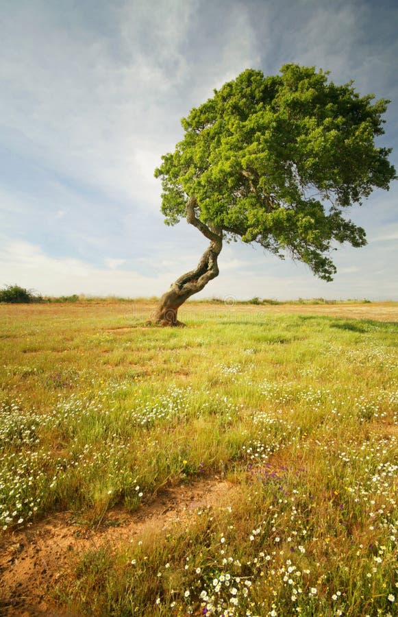 Lonely Tree. Landscape of Alentejo, Portugal Stock Image - Image of ...