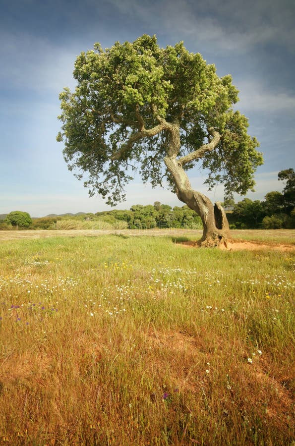Lonely tree stock image. Image of blue, traditional, straw - 4694589