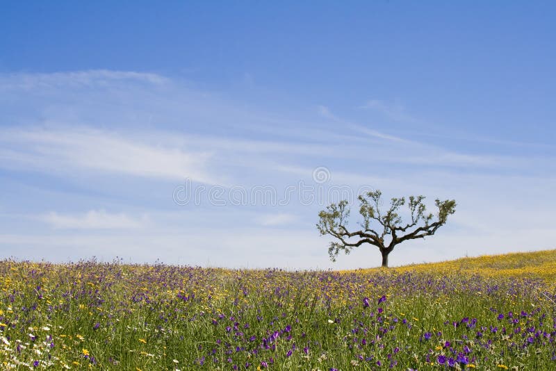 Lonely Tree In Spring Landscape Picture. Image: 5169937