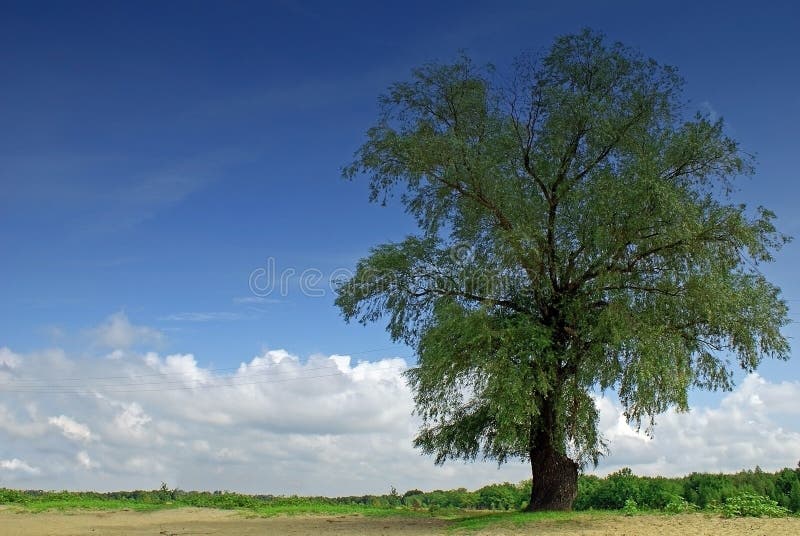 Lonely Tree Picture. Image: 5259898