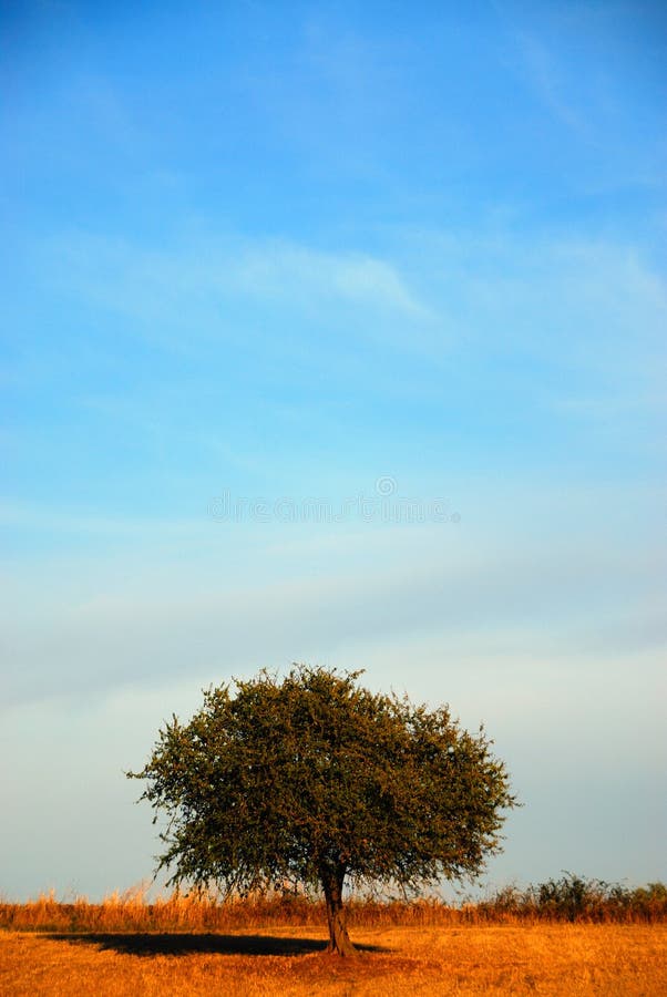 Lonely tree stock photo. Image of nature, outside, lonely - 5435848