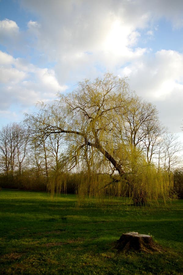 Lonely Tree stock image. Image of grass, green, spring - 5561901