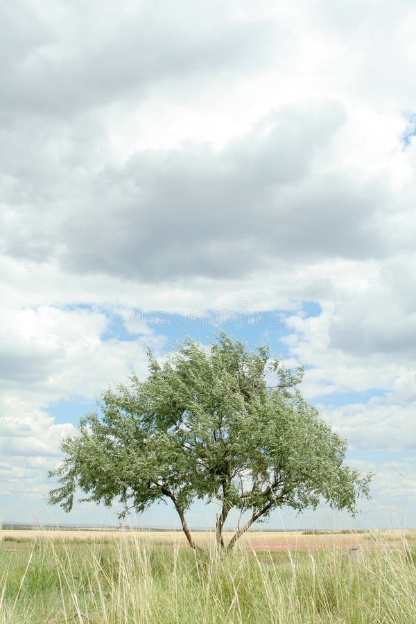 Lonely Tree Picture. Image: 5968890