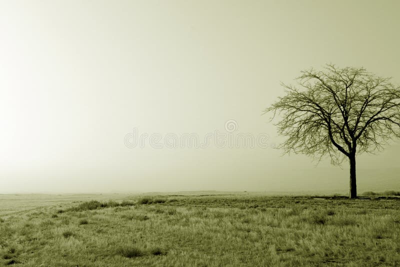 Lonely tree stock image. Image of countryside, eternity - 605975
