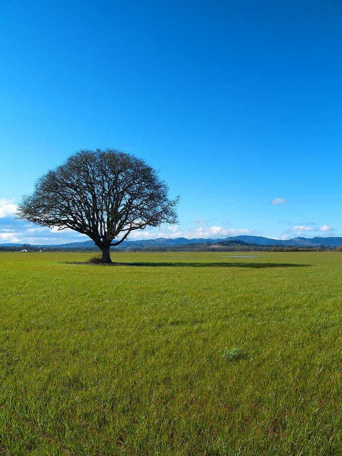 Lonely Tree stock photo. Image of summer, individuality - 645440