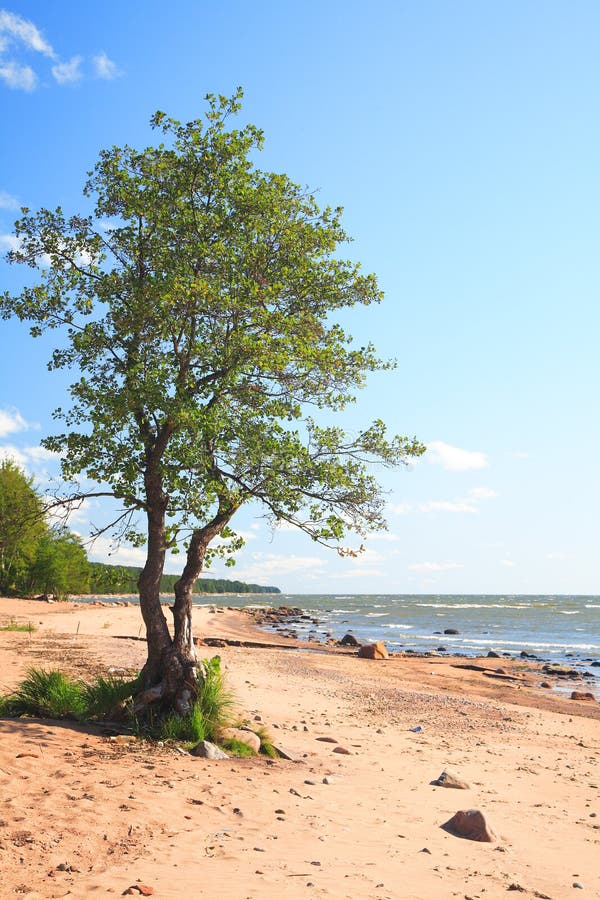Lonely tree stock photo. Image of lonely, freshness, deciduous - 6513366