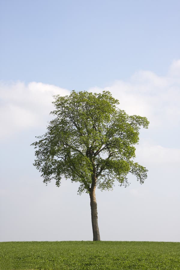 Lonely tree stock image. Image of solitude, tree, alone - 9111311