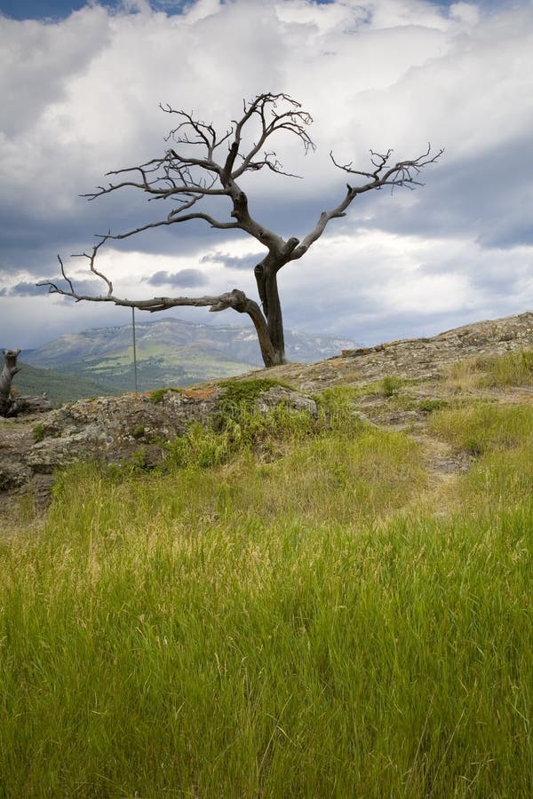 Lonely Tree stock photo. Image of prairies, canada, limber - 983062