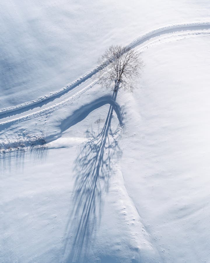 Lonely Tree from Above Casting Long Shadows Stock Image - Image of cold ...