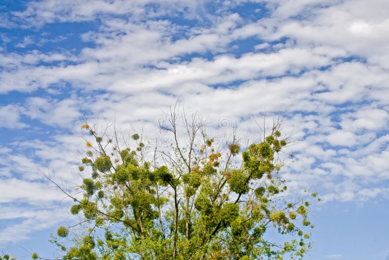 Lonely Tree Against a Blue Cloudy Sky on Summer Stock Image - Image of ...