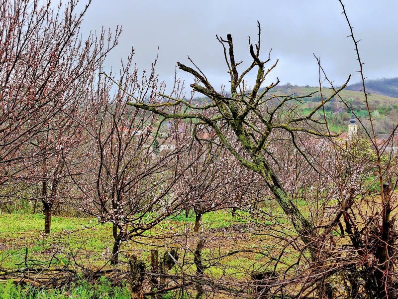 Lonely Tree Against Small Village Background Stock Photos - Free ...