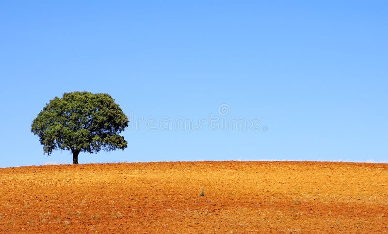 Lonely Tree at Alentejo Region Stock Image - Image of empty, rural ...