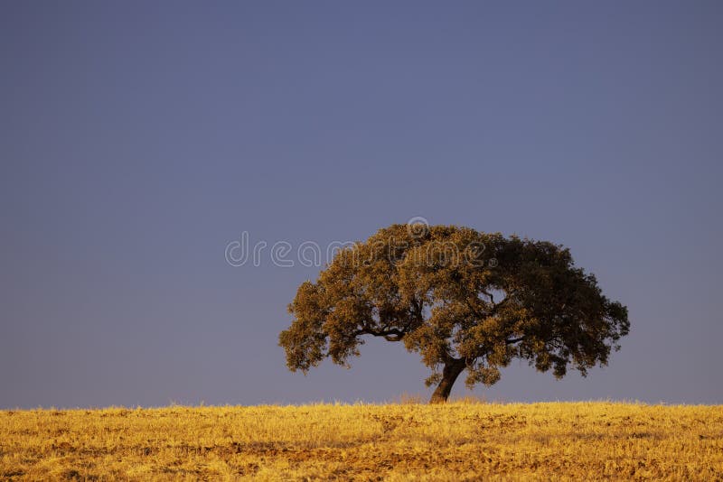 Lonely Tree in Andalusian Landscape, Spain Stock Photo - Image of scene ...