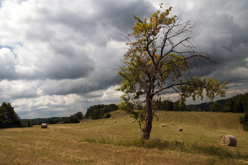 Lonely Tree As an Expression of Solitude Stock Image - Image of storm ...