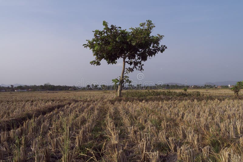 Lonely Tree As Shelter in the Paddy Field Stock Image - Image of season ...