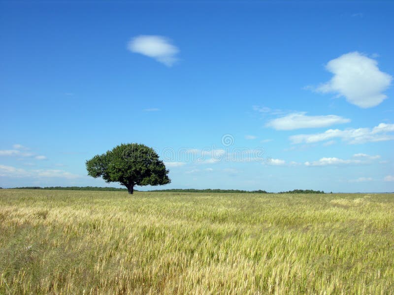 Lonely Tree Background stock image. Image of desktop, plant - 150427
