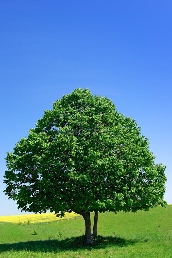 Lonely Tree on the Background of the Blue Sky. Stock Photo - Image of ...