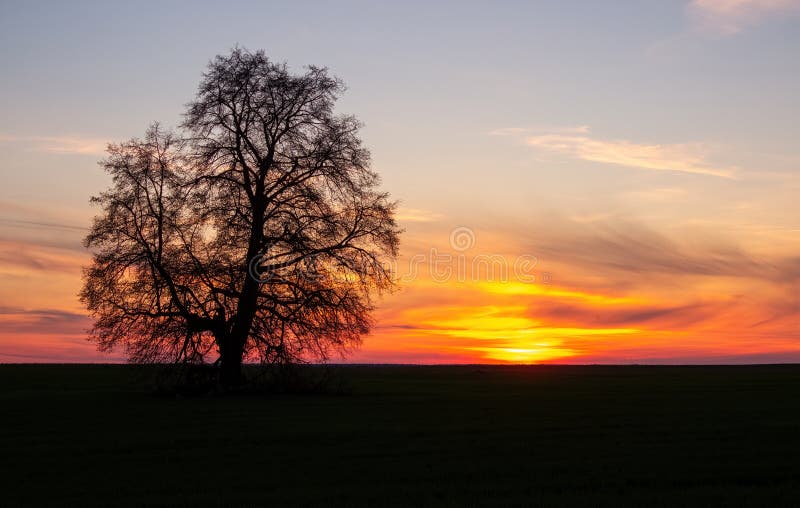 4,927 Meadow Sunset One Tree Stock Photos - Free & Royalty-Free Stock ...