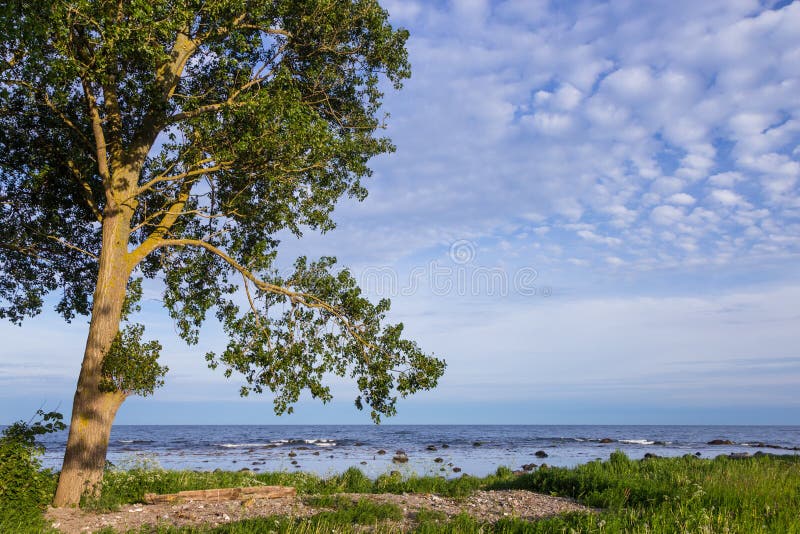 Lonely Tree on a Baltic Sea Coast, Scania County, Sweden Stock Photo ...