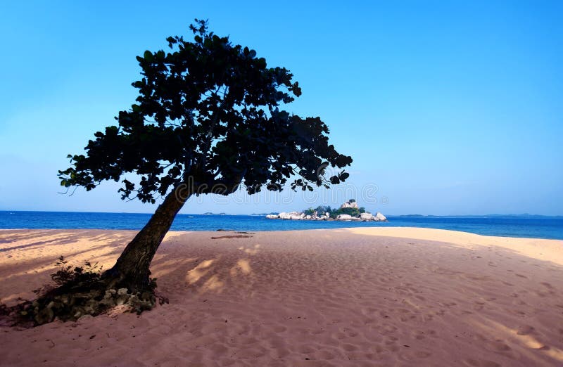 Lonely tree on beach stock image. Image of travel, stone - 11951601
