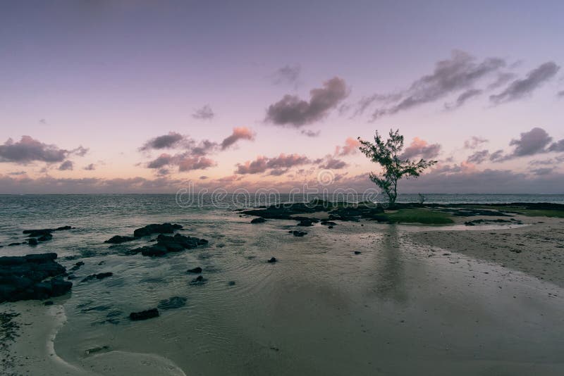 Lonely Tree Beach Belle Mare Mauritius Stock Photos - Free & Royalty ...