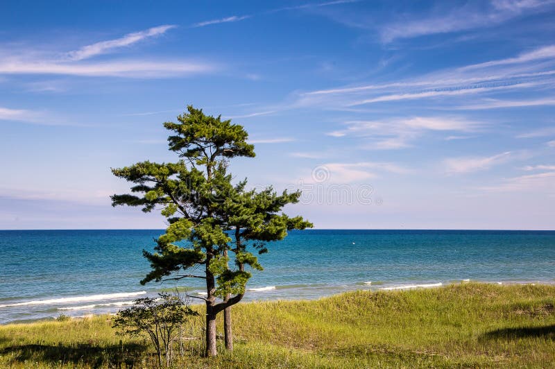 Lonely tree at the beach stock photo. Image of pier, spring - 75223988