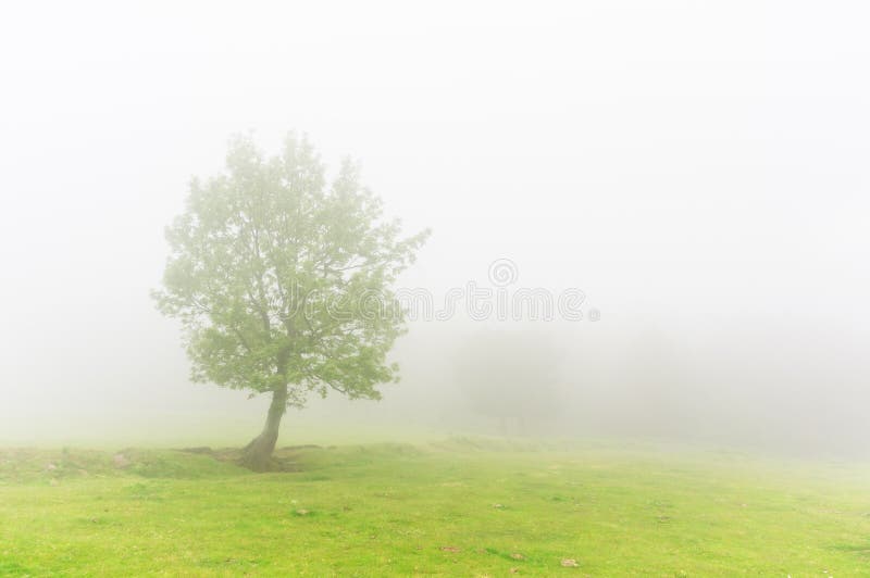 Fog s tree stock image. Image of fear, fright, ghost, evening - 607817