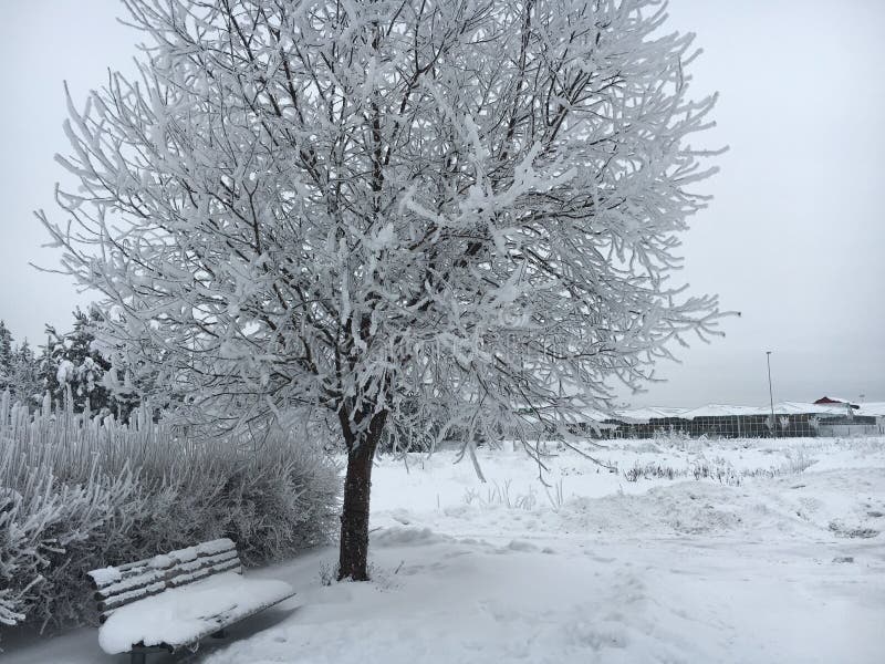 Lonely tree bench in snow stock photo. Image of winter - 115043176