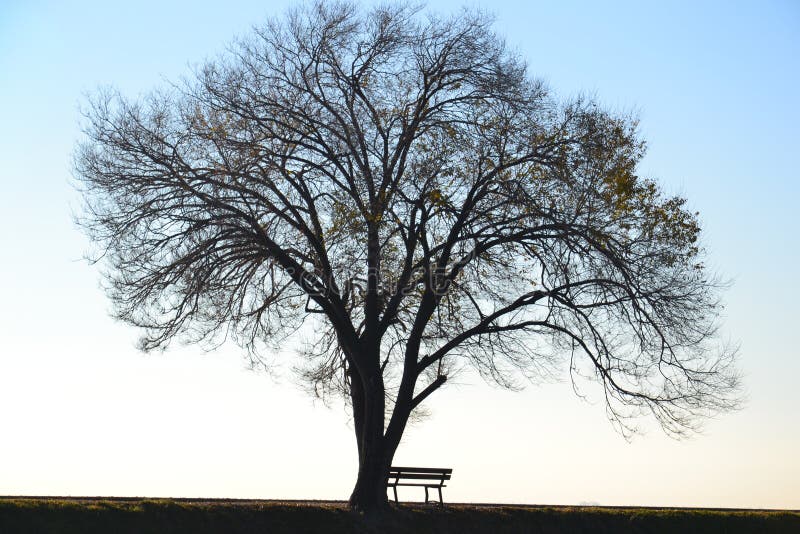 Empty Bench Under Dead Tree Stock Image - Image of meadow, loneliness ...