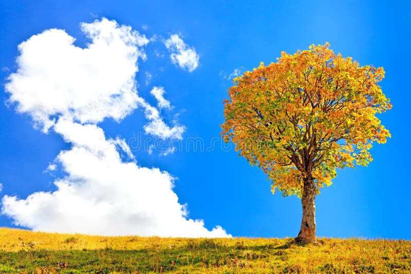 Lonely Tree and a Big Cloud on Blue Sky Background Stock Photo - Image ...
