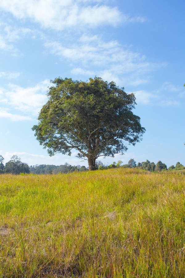 Lonely tree stock photo. Image of land, wood, landscape - 37458774