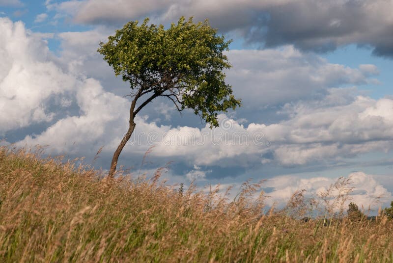 The Lonely Tree Blowed by Wind Stock Photo - Image of leaning, problems ...