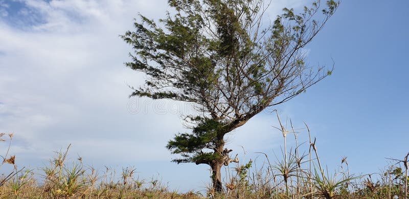 A Lonely Tree Blown by the Wind Stock Image - Image of grass ...