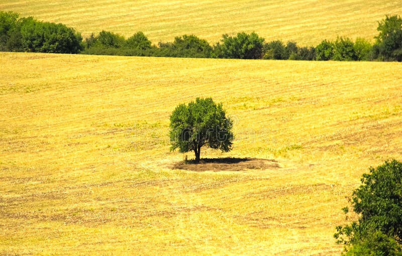 The lonely tree, Bulgaria stock image. Image of blur - 59257653
