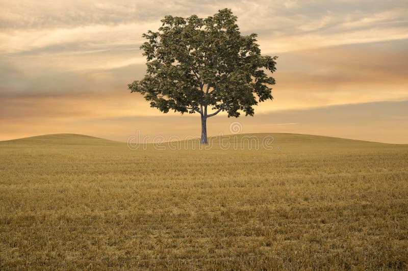 Lonely Tree in the Bush at Sunset Stock Image - Image of pollution ...
