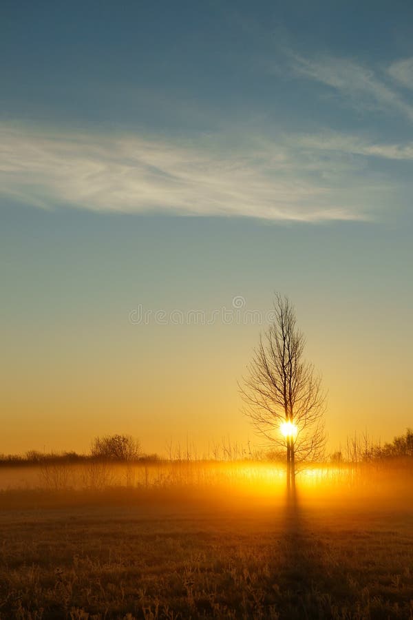 Lonely Tree Catching the Sun Stock Image - Image of reflection, sunrise ...