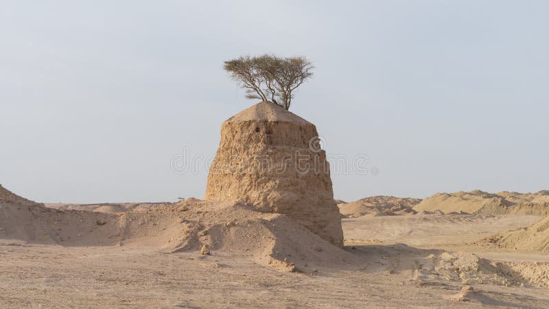 850 Bab Tree Photos - Free & Royalty-Free Stock Photos from Dreamstime