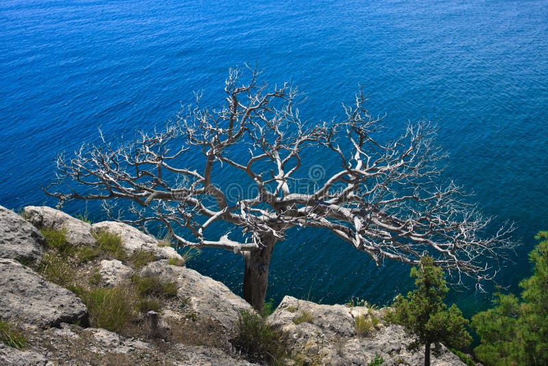 Lonely tree stock image. Image of natural, black, abstract - 49468239
