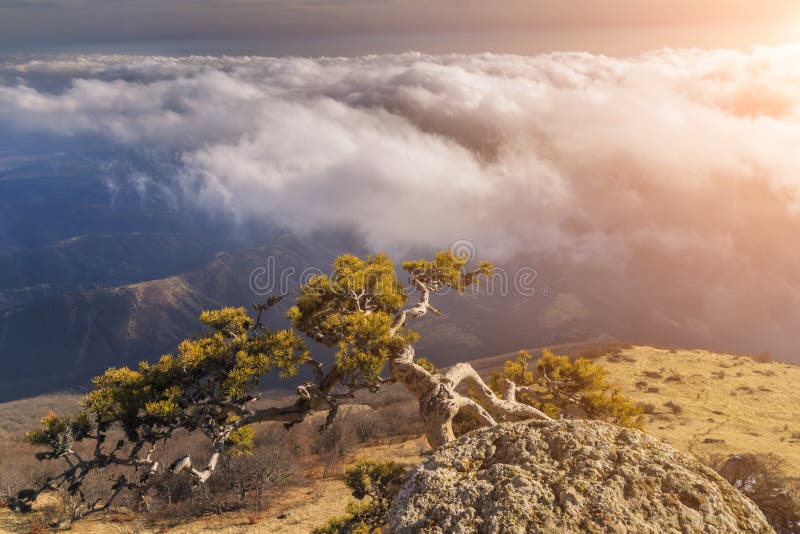 Lonely Tree on a Cliff in the Mountains Stock Image - Image of edge ...