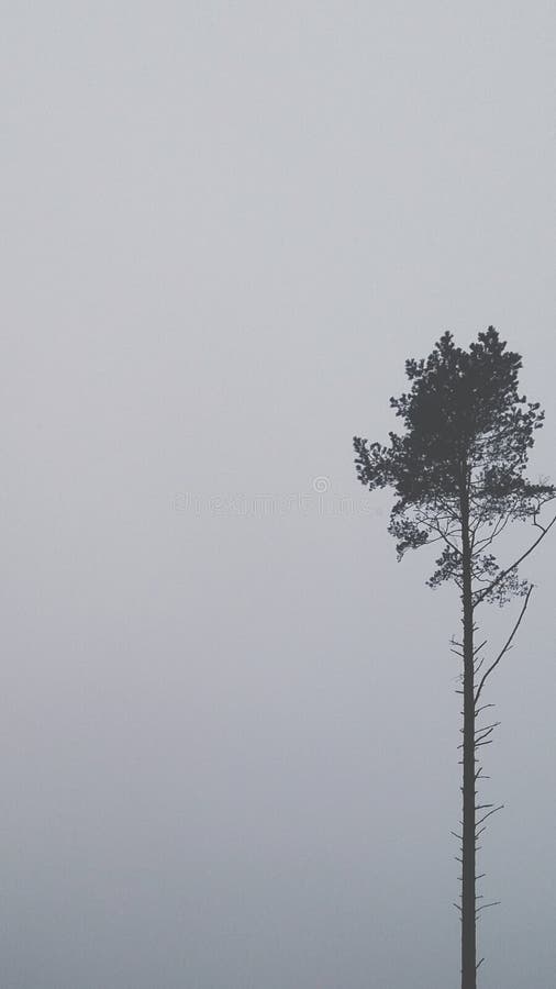 Lonely tree in cloudy day stock photo. Image of pine - 108219994