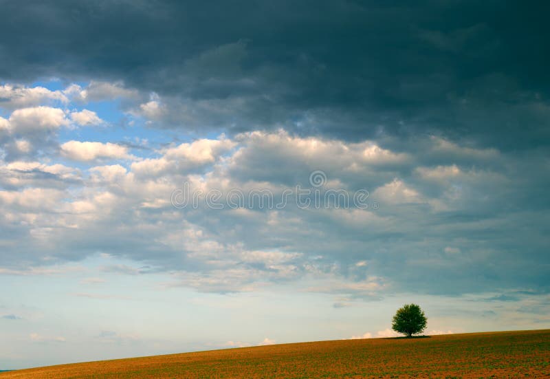 Tree In A Spring Blossom Meadow Stock Image - Image of grass, nature ...