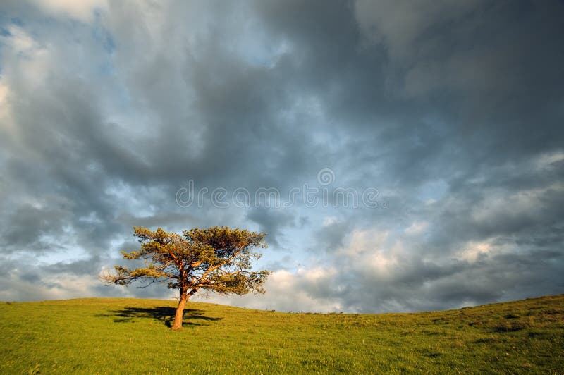 Lonely tree and cloudy sky stock photo. Image of natural - 25056718