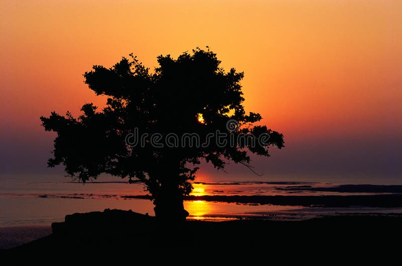 Murud Tree Stock Photos - Free & Royalty-Free Stock Photos from Dreamstime