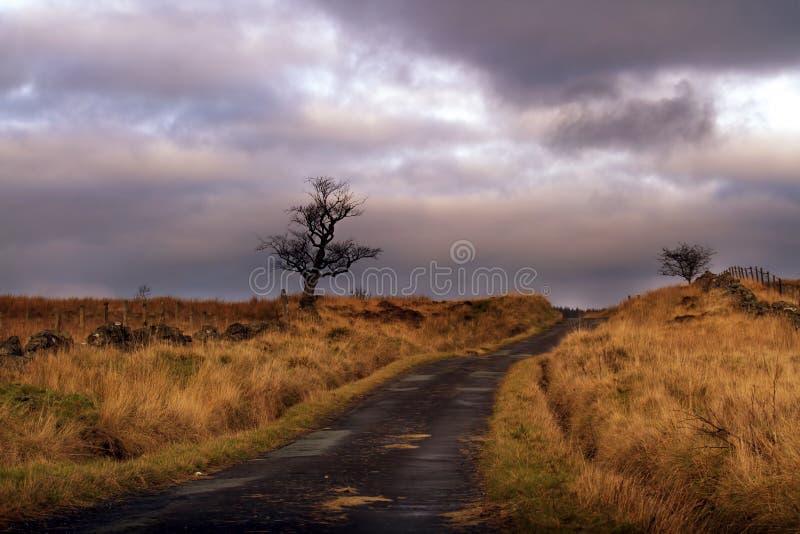 A Lonely Tree on a Country Path Stock Image - Image of peaceful ...