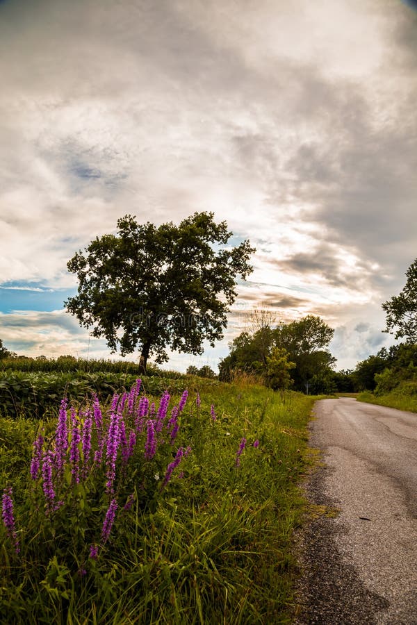 Lonely Tree on a Country Road Stock Photo - Image of fall, nature: 44587414