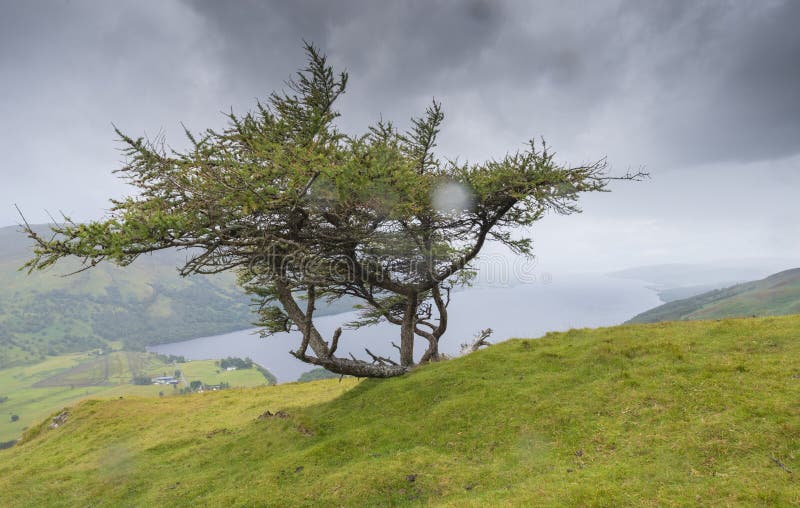 Lonely Tree on Craig Varr, Scotland Stock Image - Image of sunrise ...