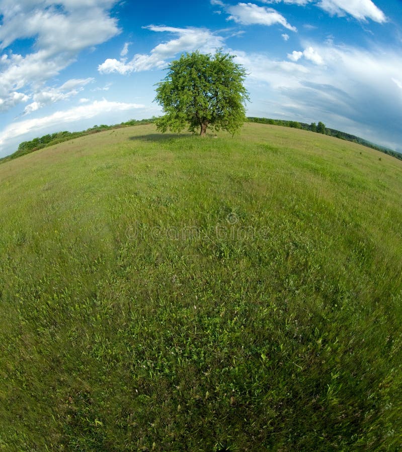 Lonely Tree with a Curved Horizon Stock Image - Image of metaphor ...