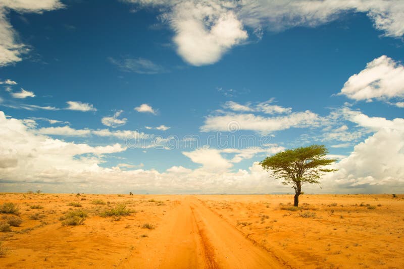 Lonely tree in the desert stock photo. Image of cloud - 23775876
