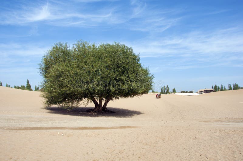 Mesquite tree in desert stock image. Image of africas - 12422443